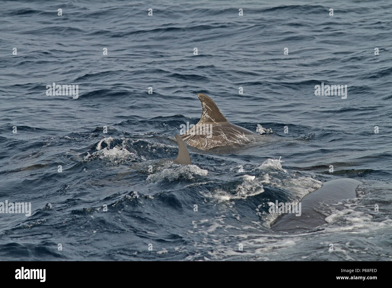 Feresa attenuata hi-res stock photography and images - Alamy