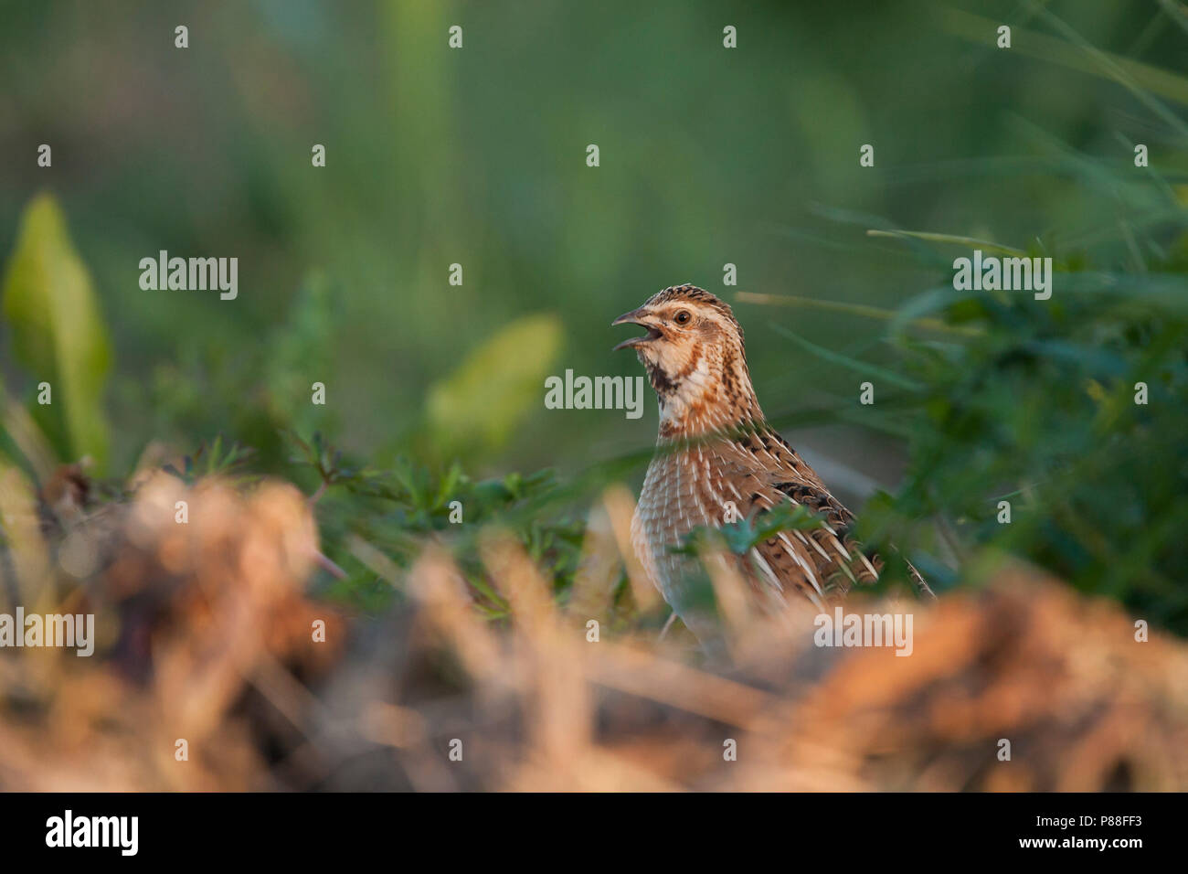 Common Quail - Wachtel - Coturnix coturnix ssp. coturnix, Spain ...