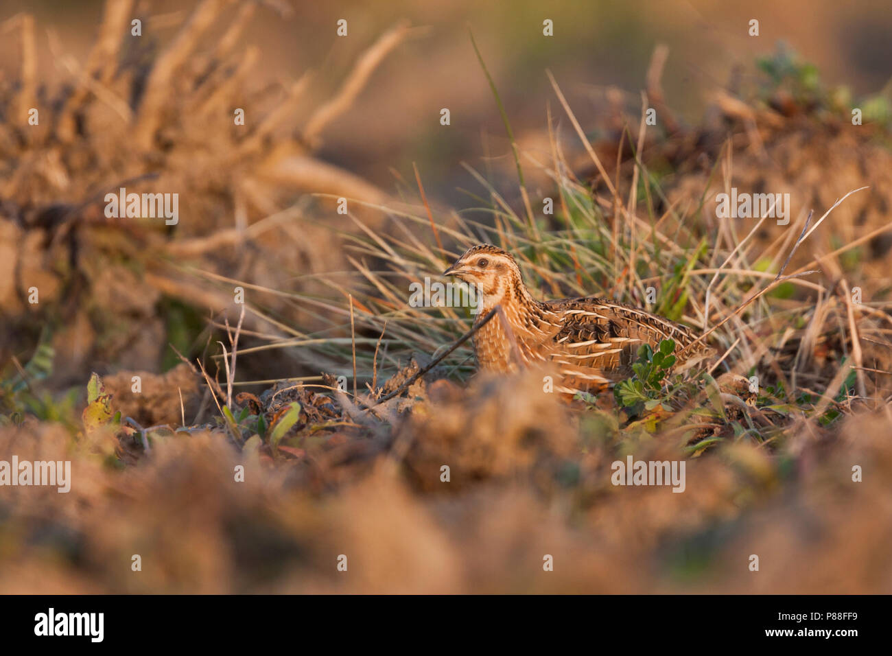 Quail - Wachtel - Coturnix coturnix ssp. coturnix, Spain (Mallorca ...