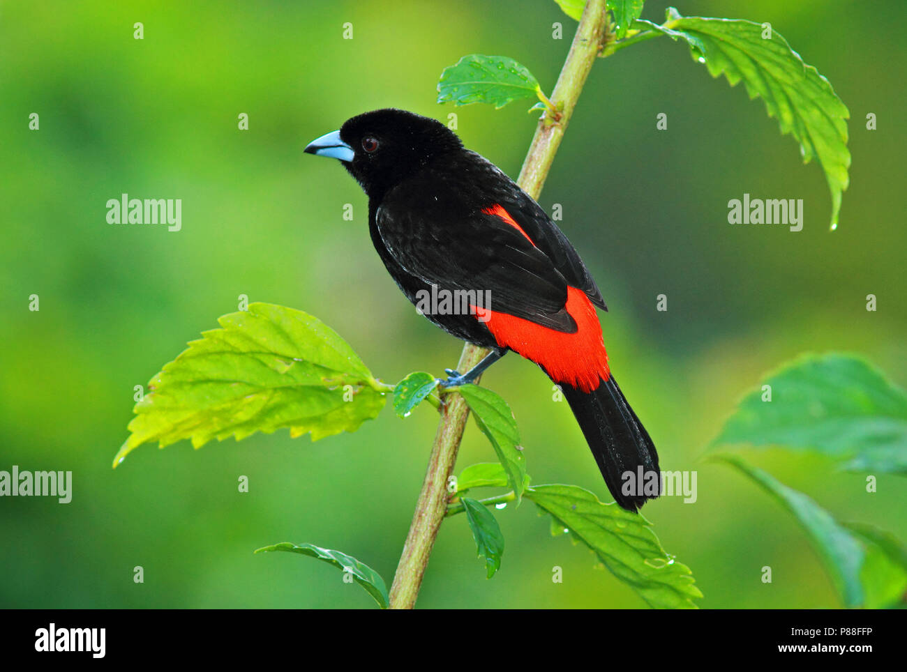 Scarlet-rumped Tanager, Ramphocelus passerinii Stock Photo - Alamy