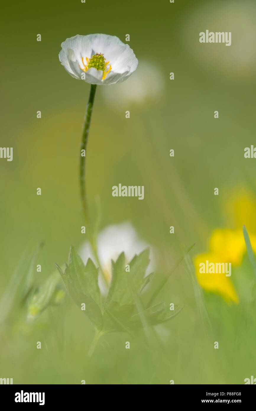 Endemic buttercup hi-res stock photography and images - Alamy