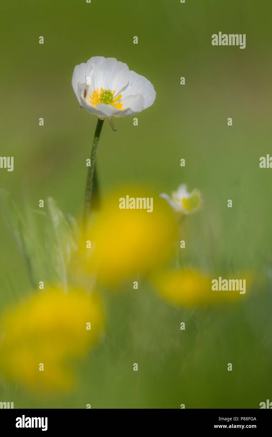 Endemic buttercup hi-res stock photography and images - Alamy