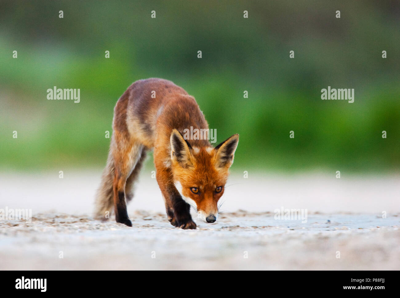 Vos vulpes vos vulpes hi-res stock photography and images - Alamy