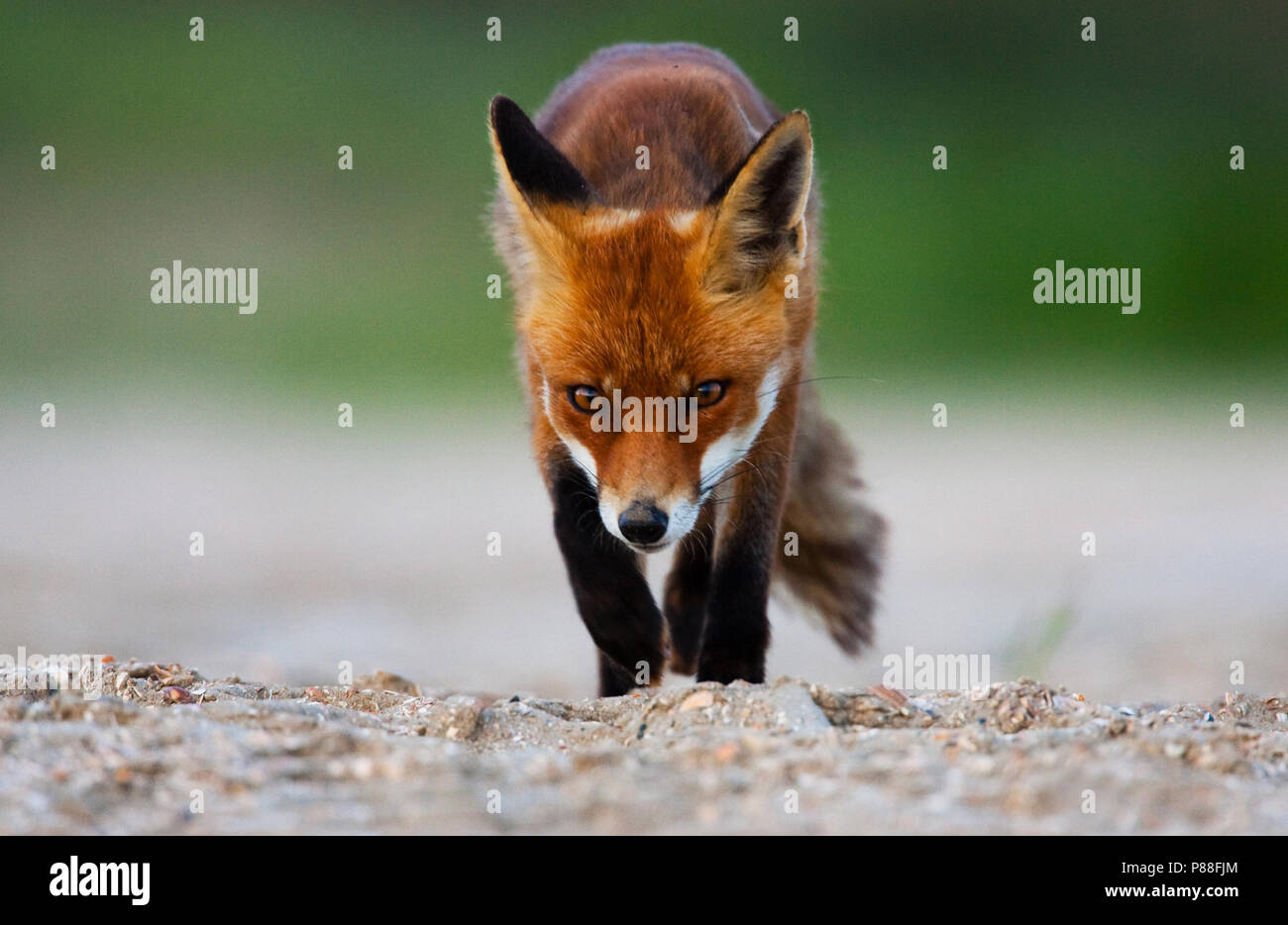 Vos, Red fox, Vulpes vulpes Stock Photo - Alamy
