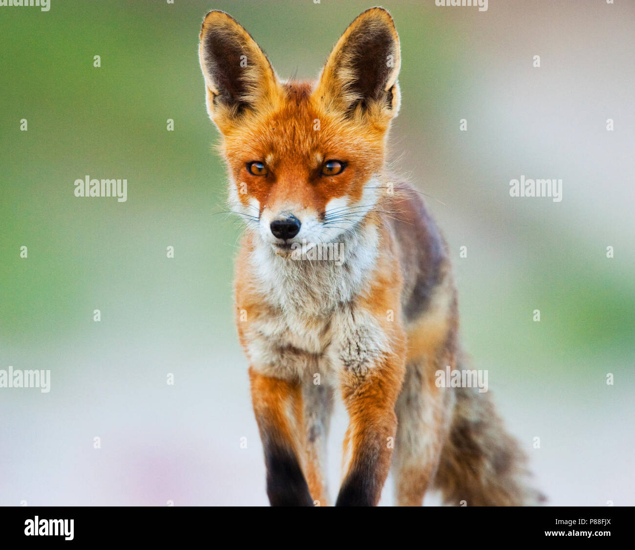 Vos, Red fox, Vulpes vulpes Stock Photo - Alamy
