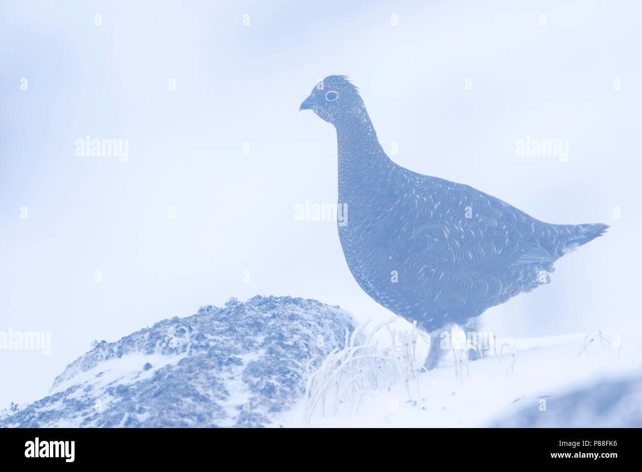 Famous grouse logo hi-res stock photography and images - Alamy