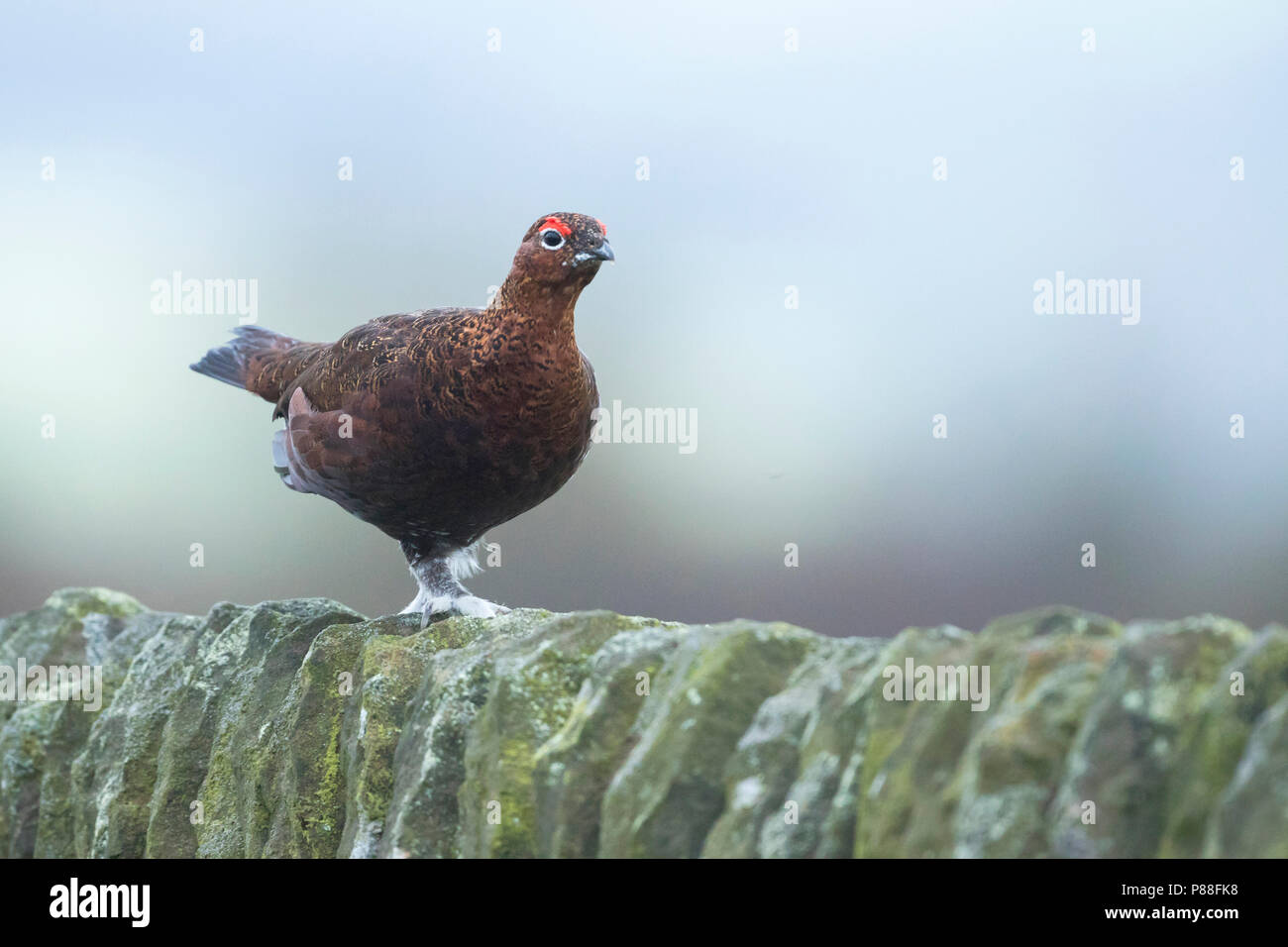 Logo of the famous grouse whisky hi-res stock photography and images ...
