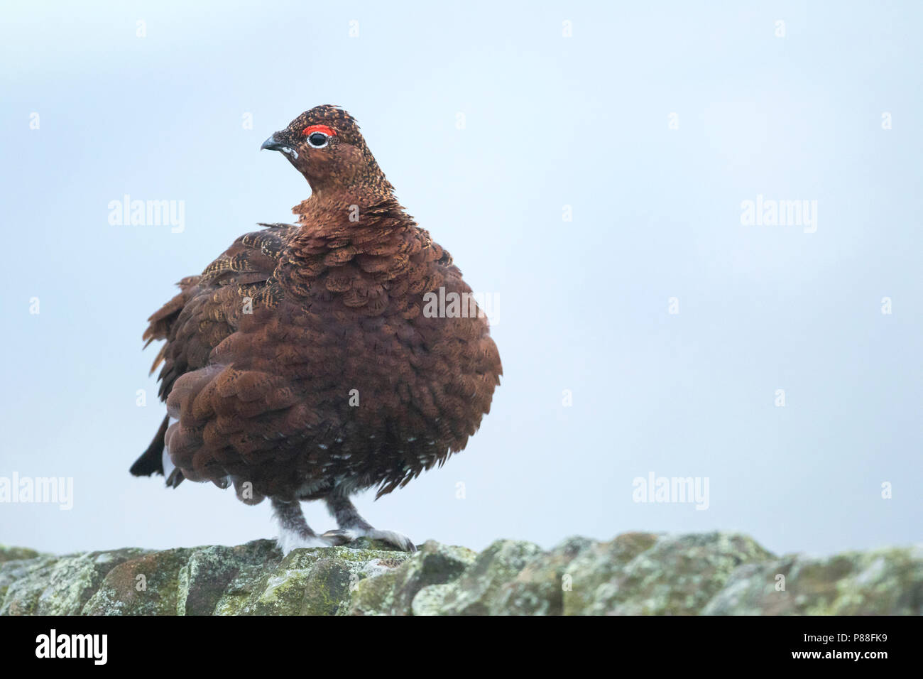 Famous grouse logo hi-res stock photography and images - Alamy