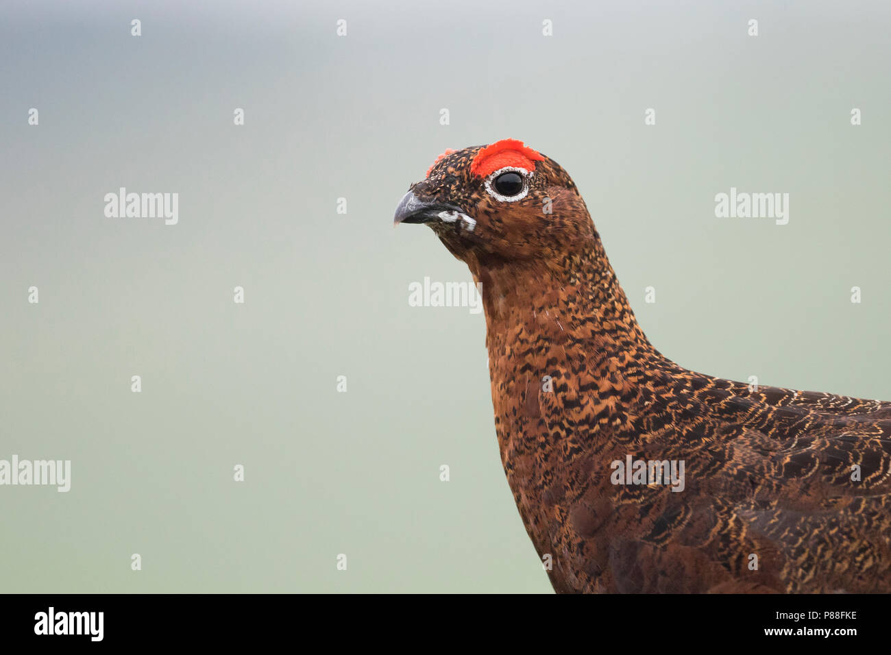 Famous grouse logo hi-res stock photography and images - Alamy