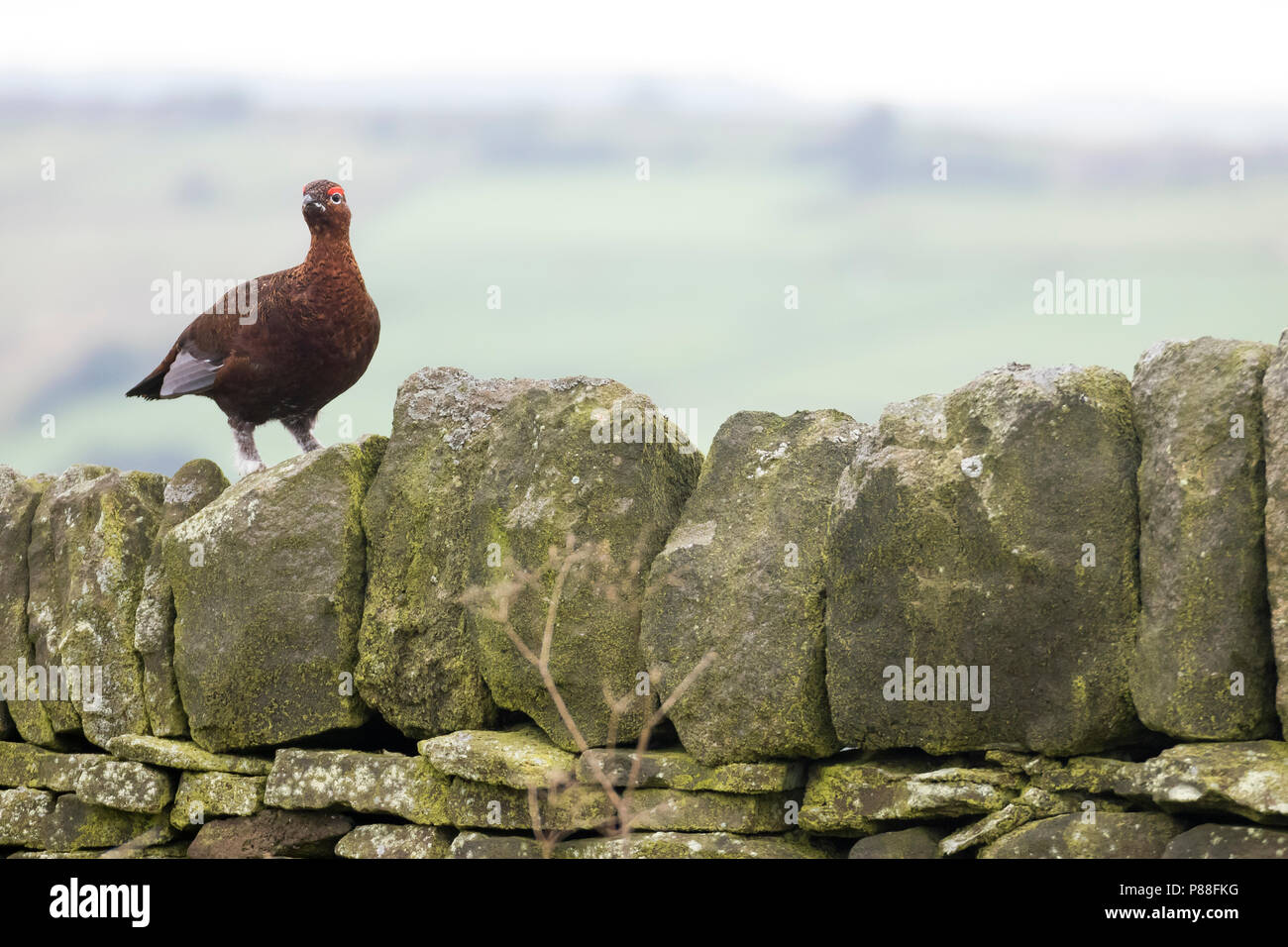 Famous grouse logo hi-res stock photography and images - Alamy