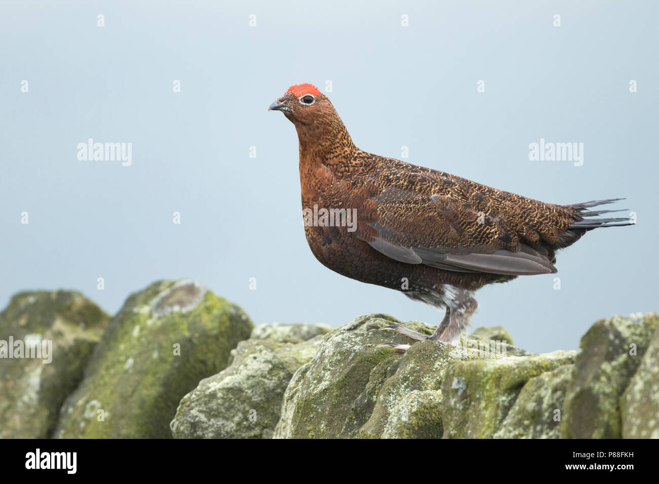 Red Grouse - Schottisches Moorschneehuhn - Lagopus lagopus scotica ...