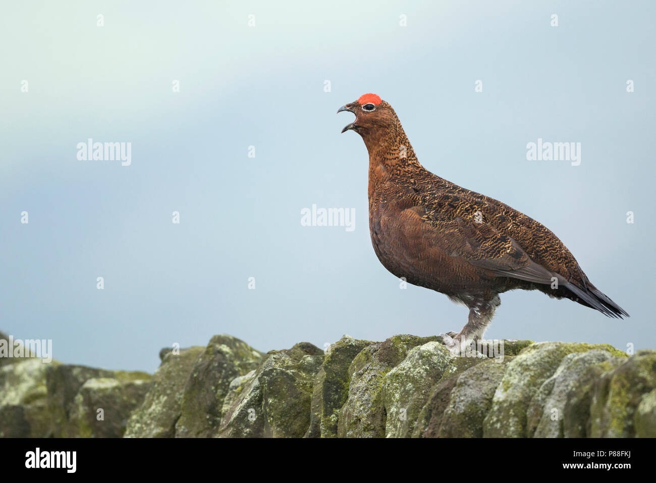 Famous grouse logo hi-res stock photography and images - Alamy