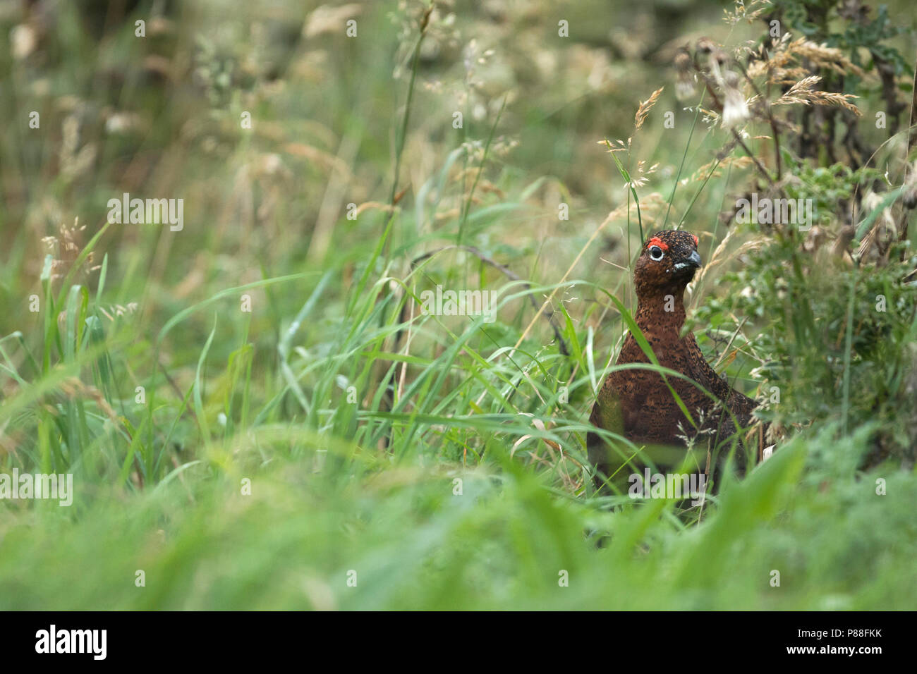 Famous grouse logo hi-res stock photography and images - Alamy