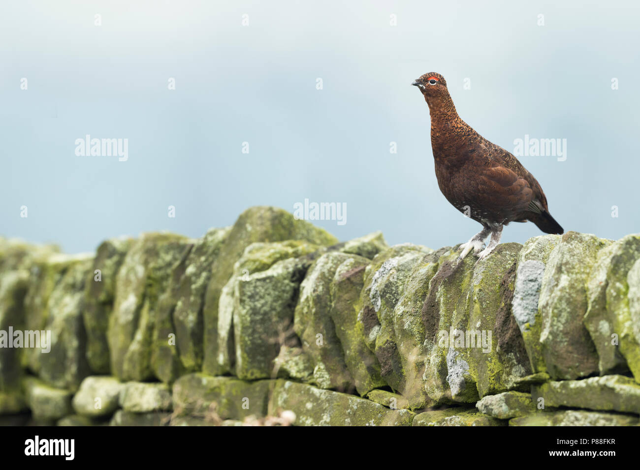 Famous grouse logo hi-res stock photography and images - Alamy