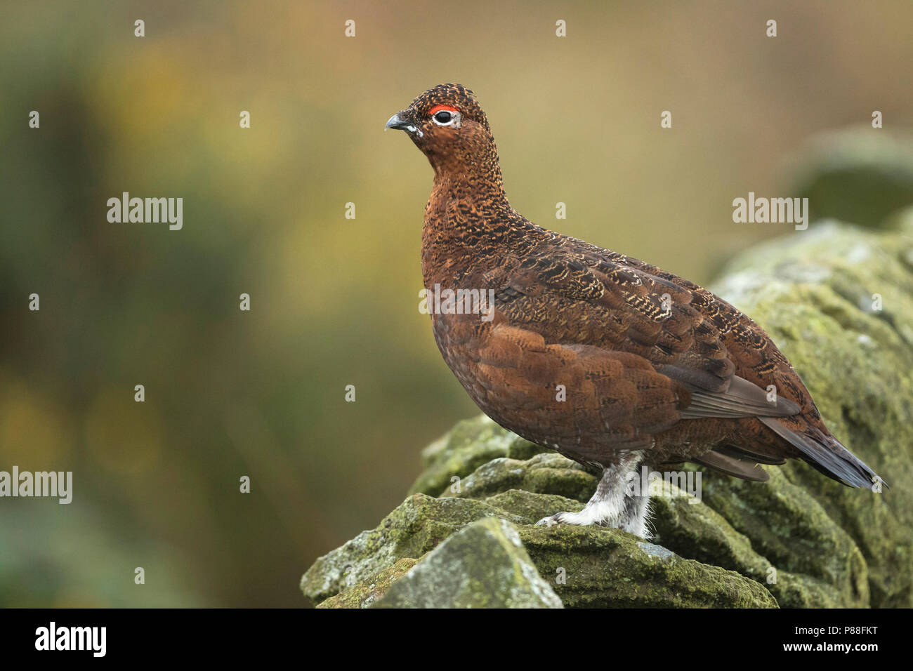 Red Grouse - Schottisches Moorschneehuhn - Lagopus lagopus scotica ...