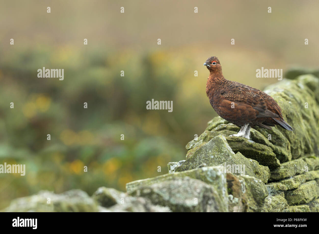 Famous grouse logo hi-res stock photography and images - Alamy