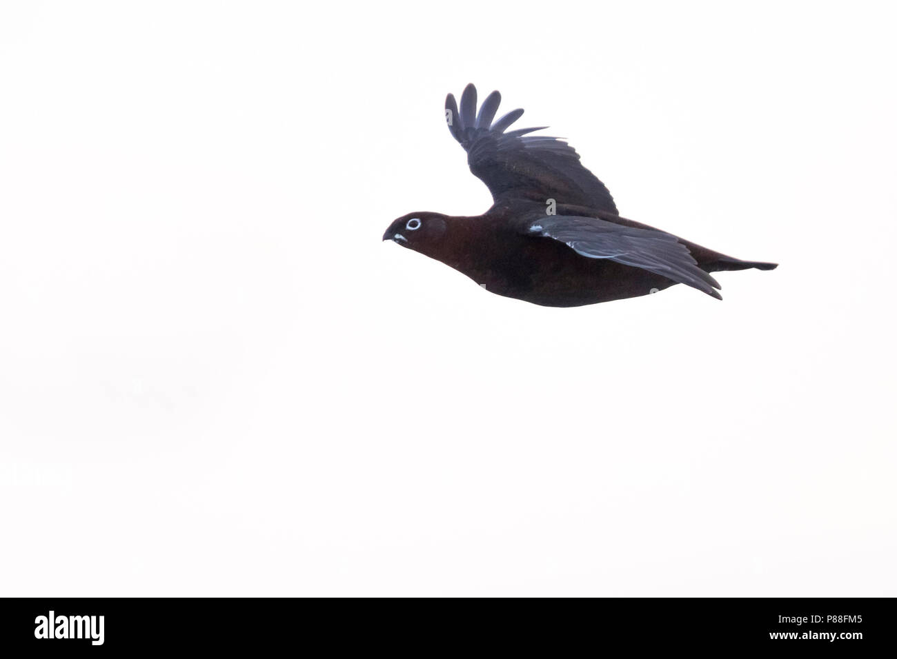 Red grouse in flight hi-res stock photography and images - Alamy