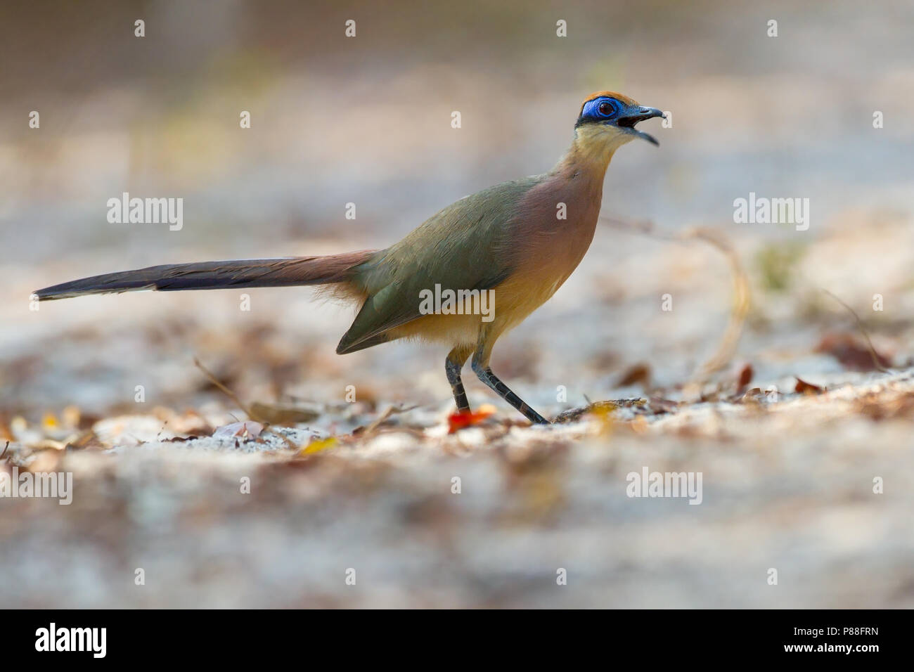 Red capped coua coua ruficeps hi-res stock photography and images - Alamy