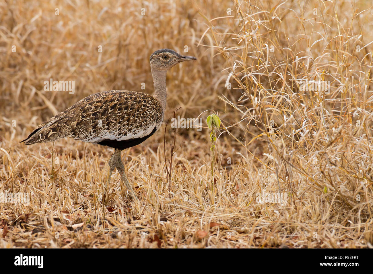 Red Crested Bustard High Resolution Stock Photography and Images - Alamy