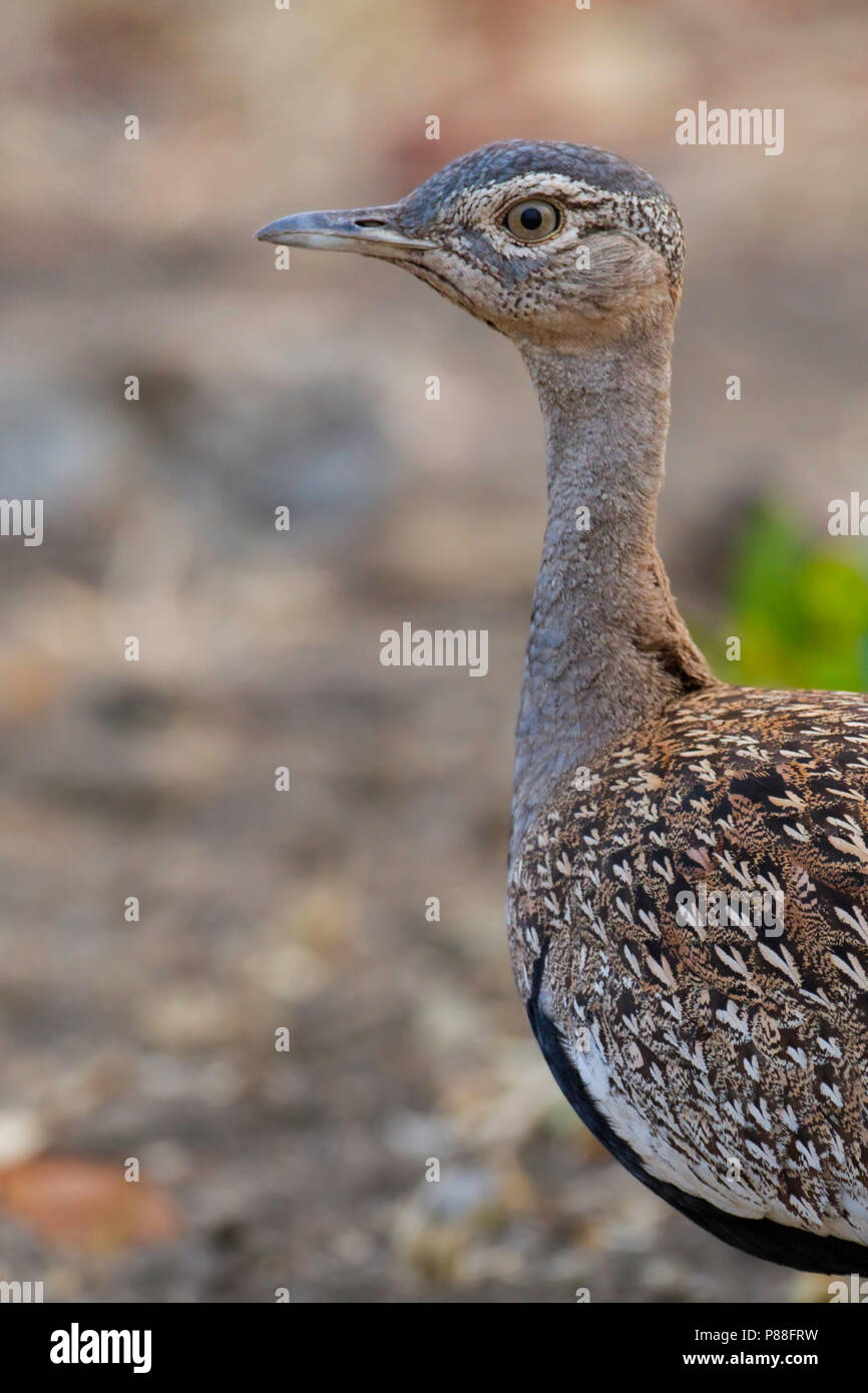 Red crested bustard hi-res stock photography and images - Alamy