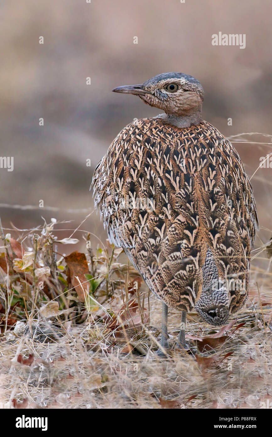Red crested bustard hi-res stock photography and images - Alamy
