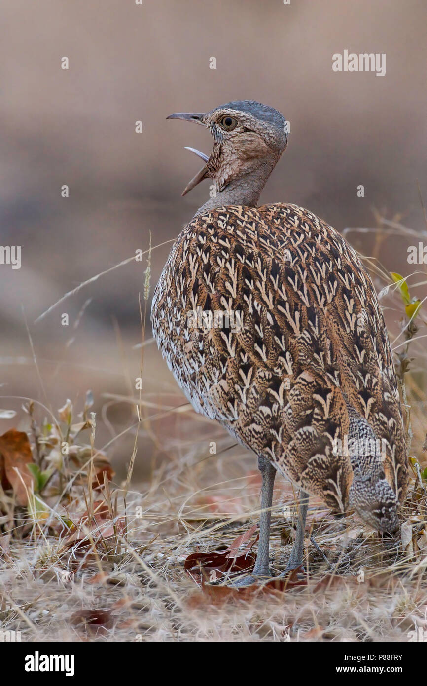 Red crested bustard hi-res stock photography and images - Alamy