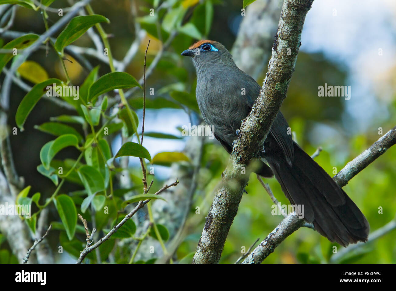 Reynaudii hi-res stock photography and images - Alamy