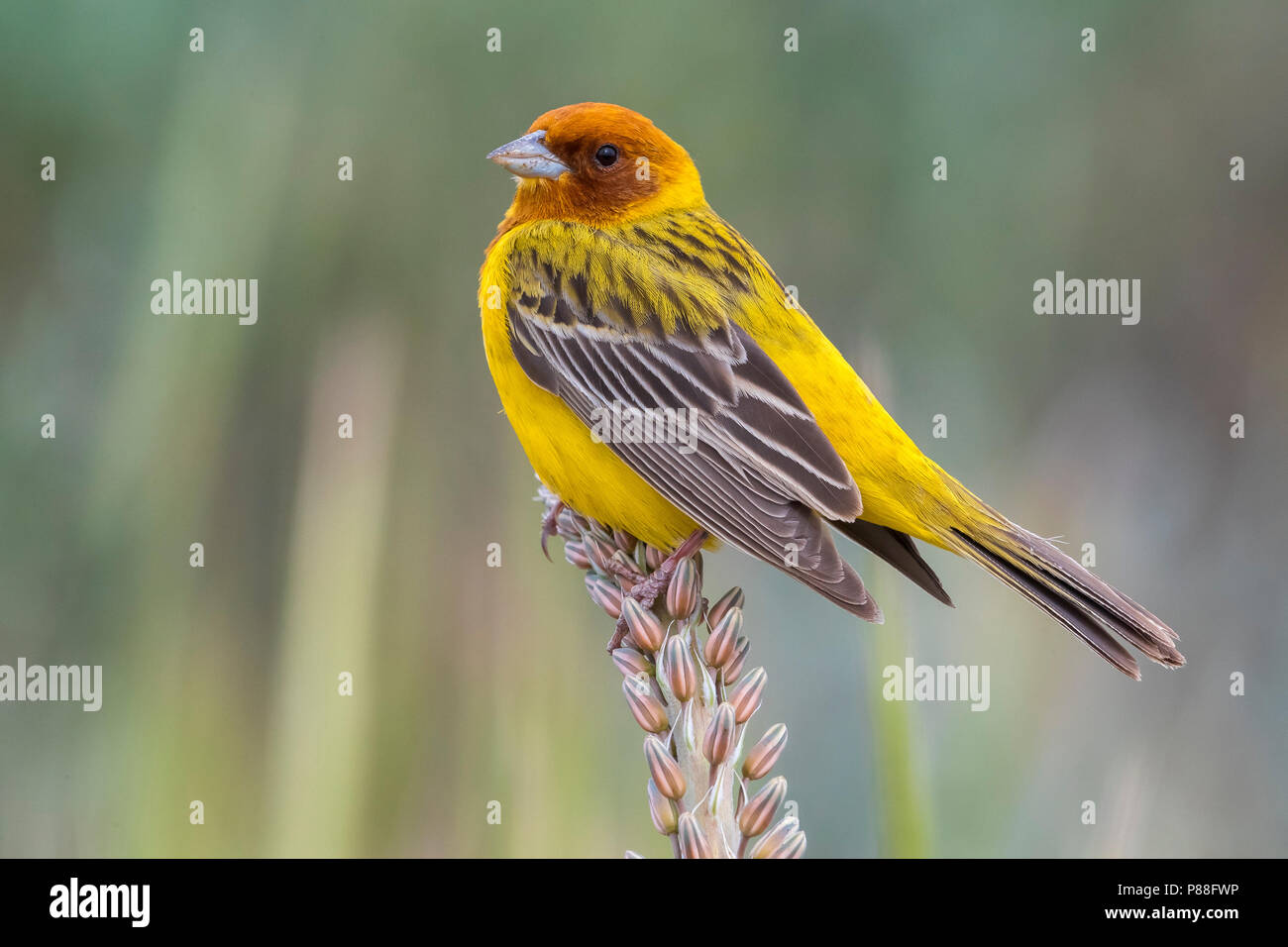 Red headed bunting hi-res stock photography and images - Alamy