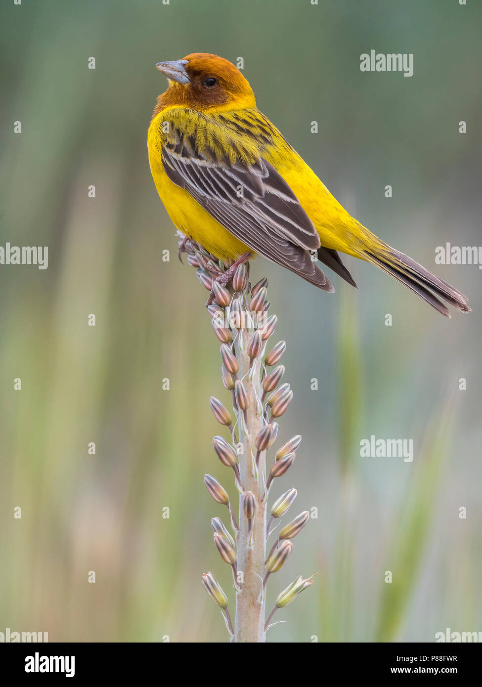 Red headed bunting hi-res stock photography and images - Alamy