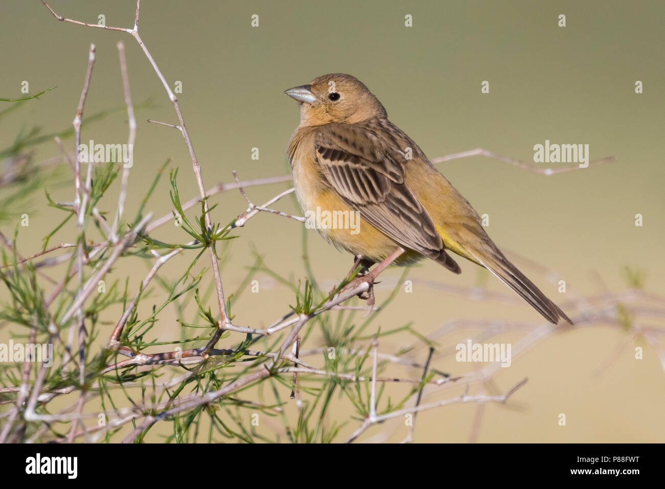 Red headed bunting hi-res stock photography and images - Alamy