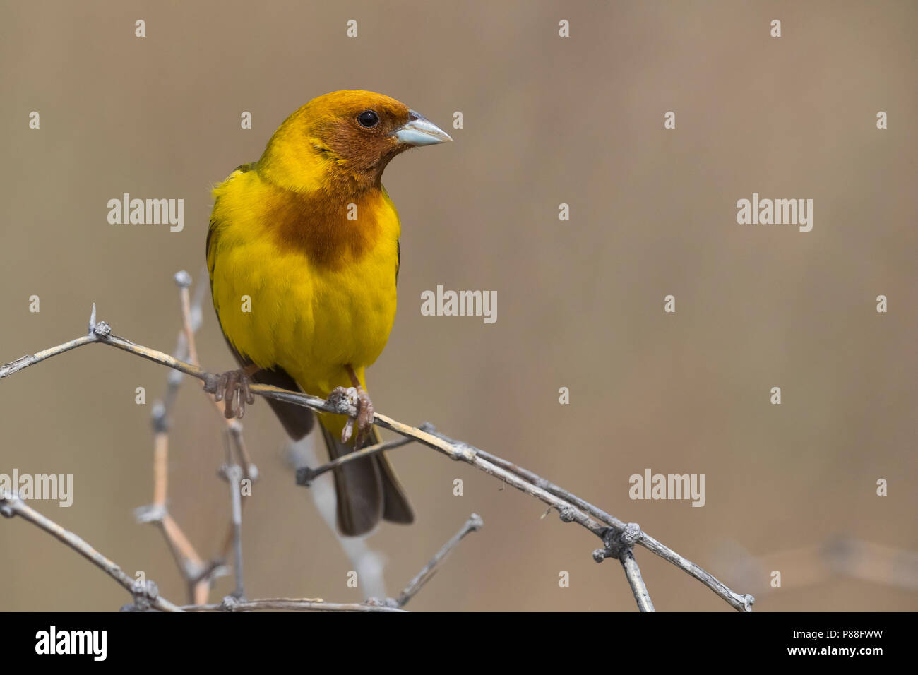 Red headed bunting hi-res stock photography and images - Alamy
