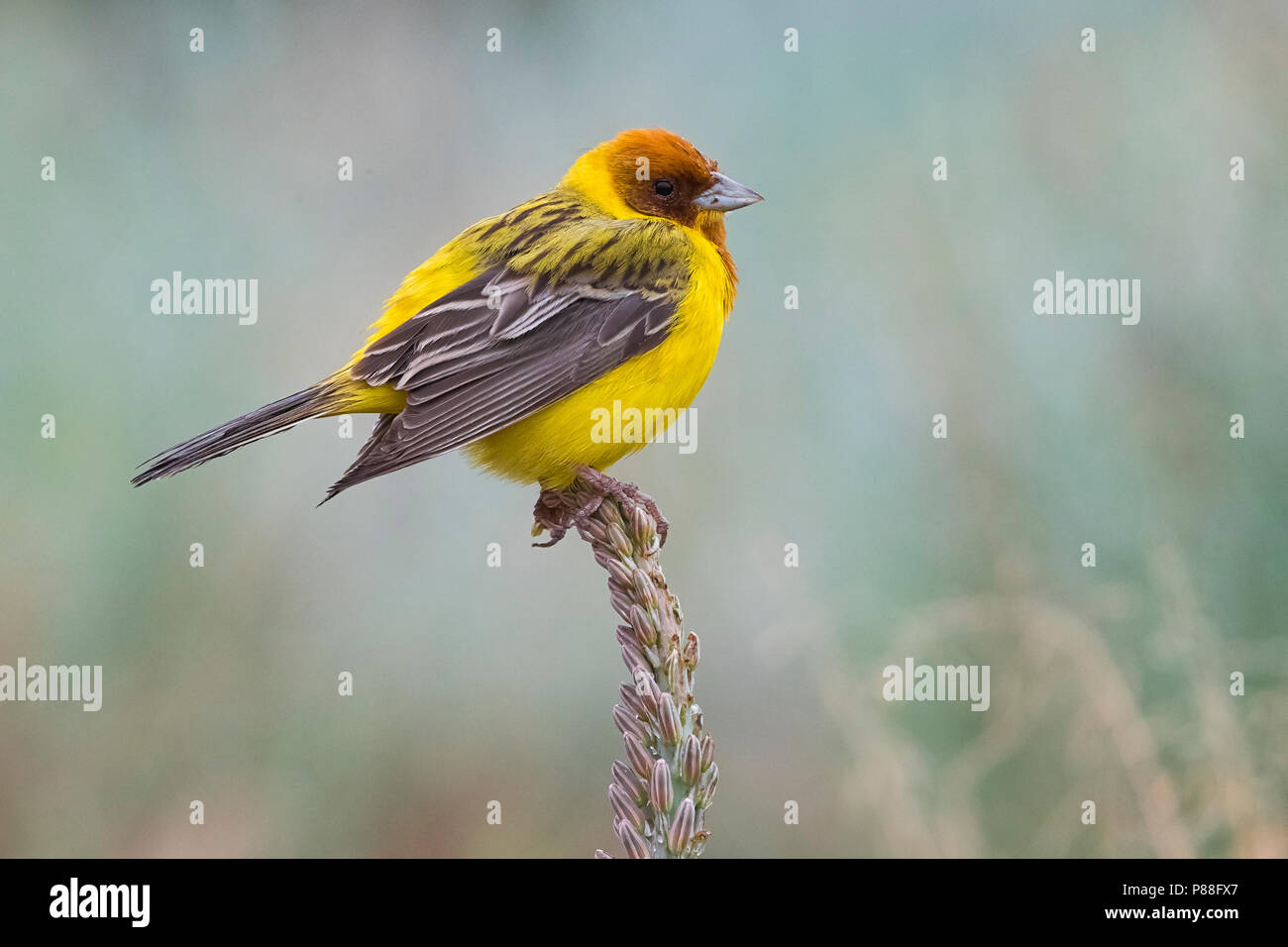 Red headed bunting bird hi-res stock photography and images - Alamy
