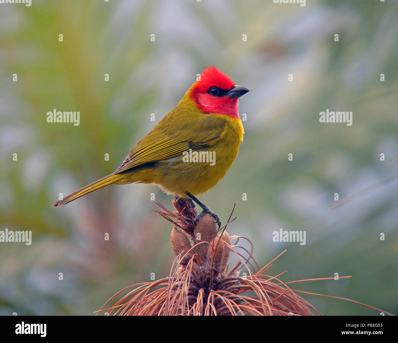 Red-headed tanager, Piranga erythrocephala Stock Photo - Alamy