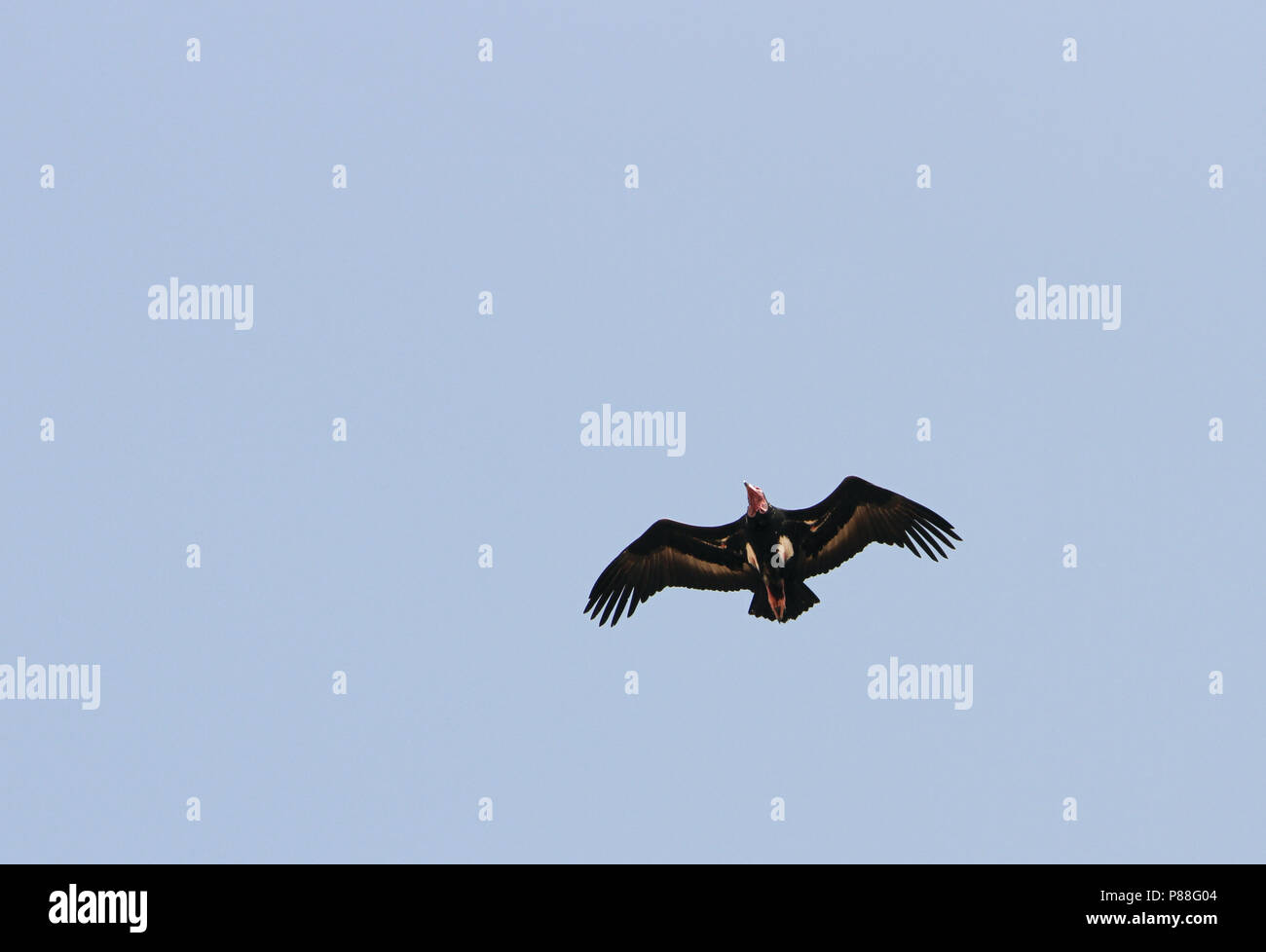 Red-headed Vulture (Sarcogyps calvus) in flight over Asia Stock Photo ...