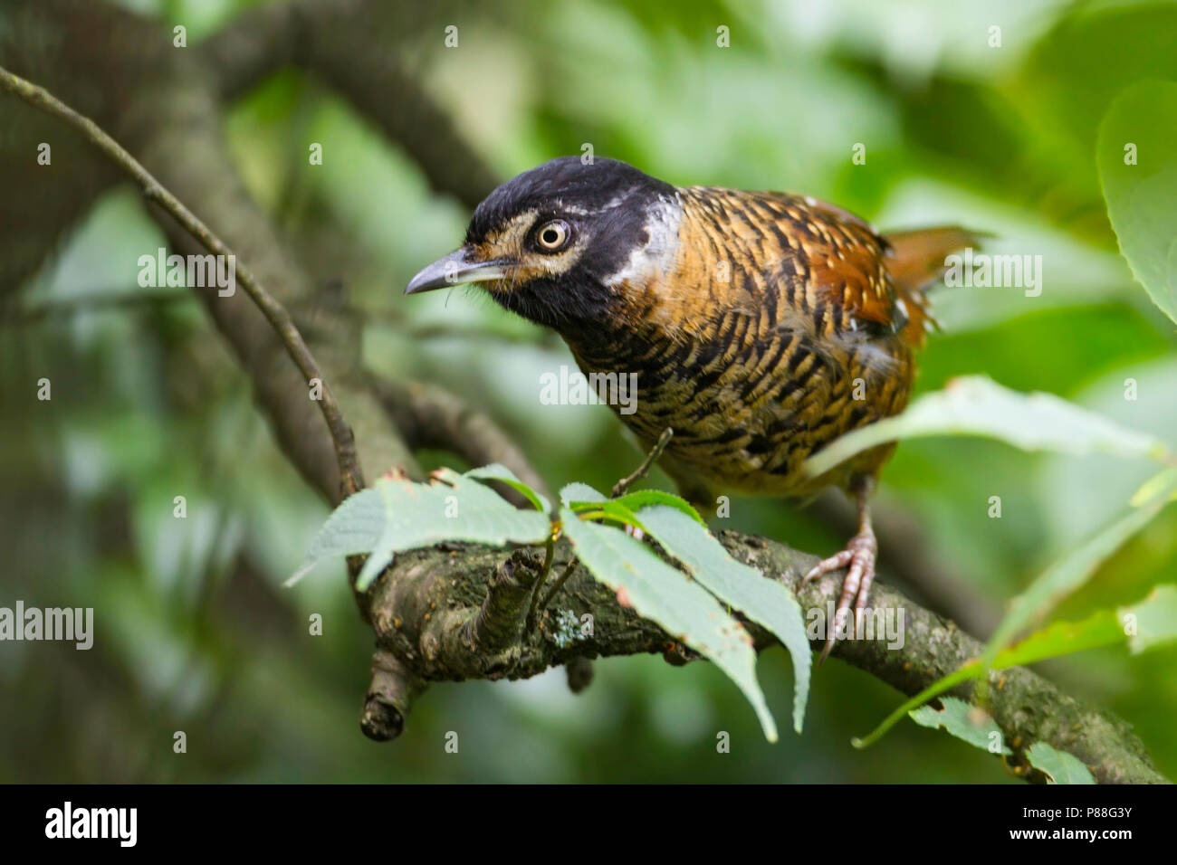 Spotted Laughingthrush, Garrulax ocellatus Stock Photo - Alamy