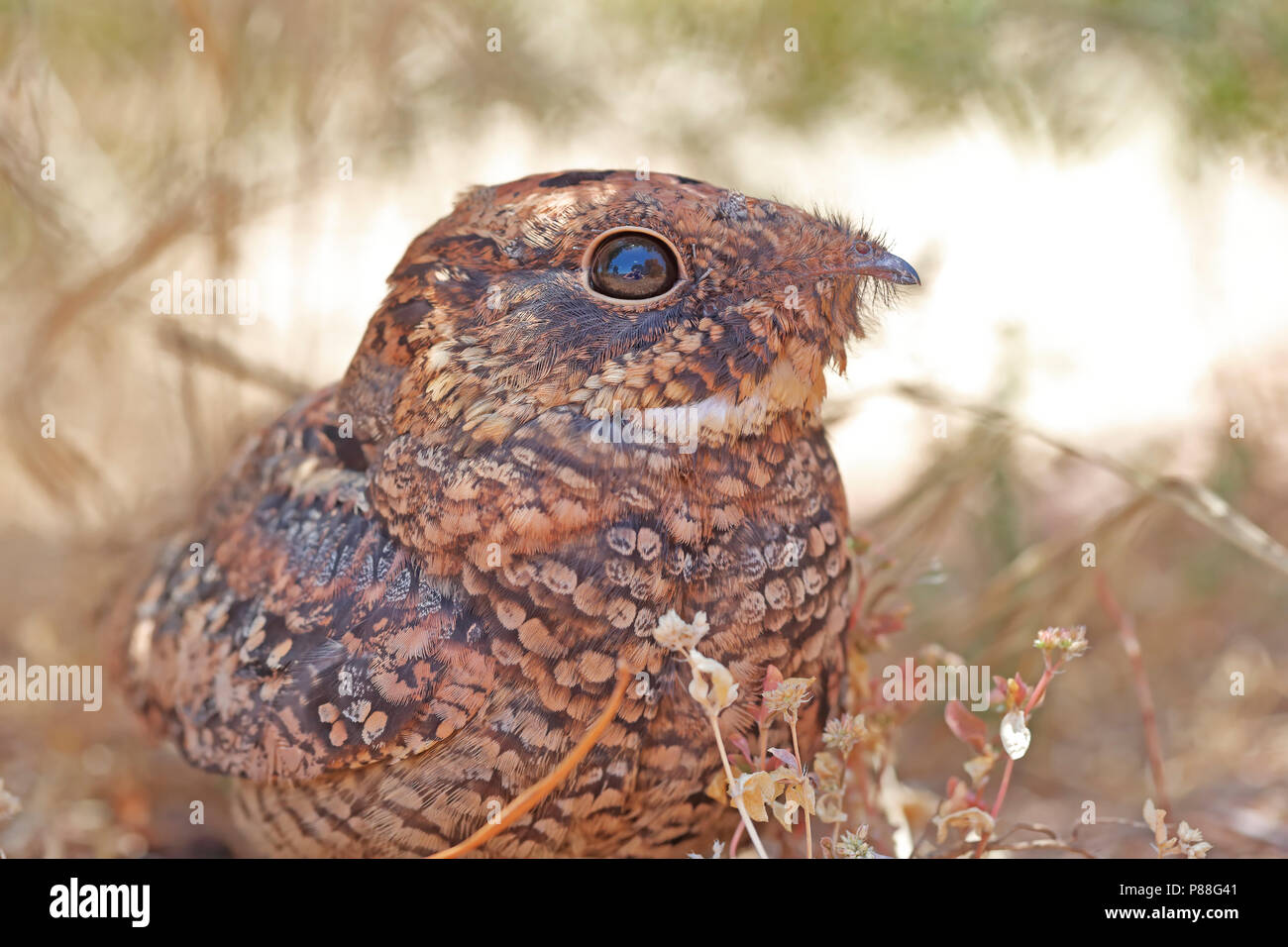 Spotted nightjar hi-res stock photography and images - Alamy