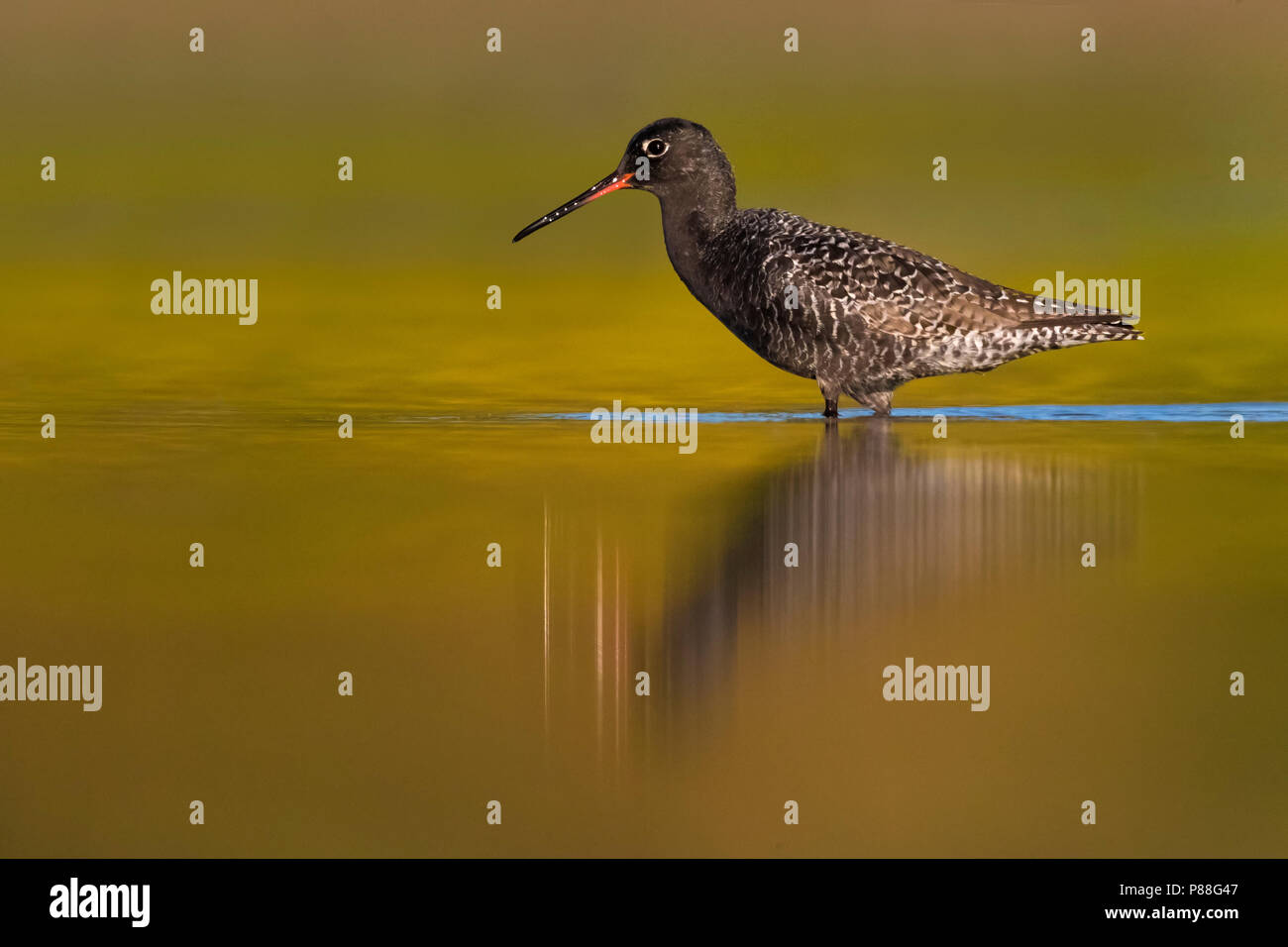 Zwarte Ruiter; Spotted Redshank; Tringa erythropus Stock Photo - Alamy