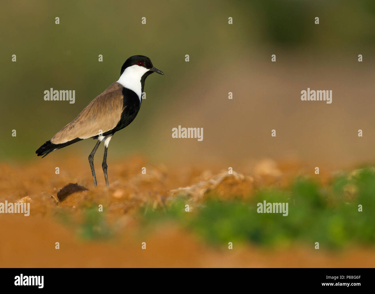 Adult spur winged lapwing hi-res stock photography and images - Alamy