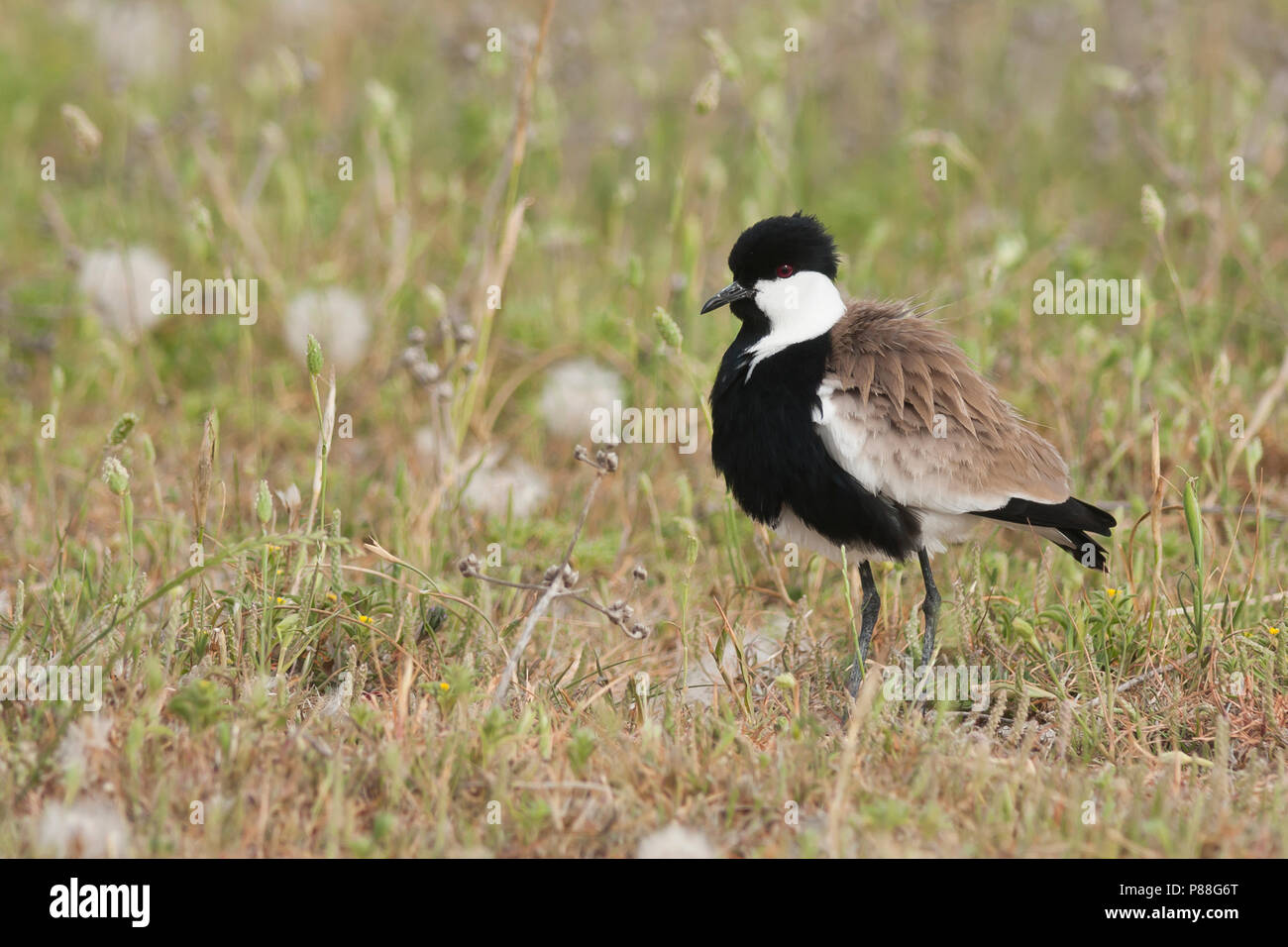 Adult spur winged lapwing hi-res stock photography and images - Alamy