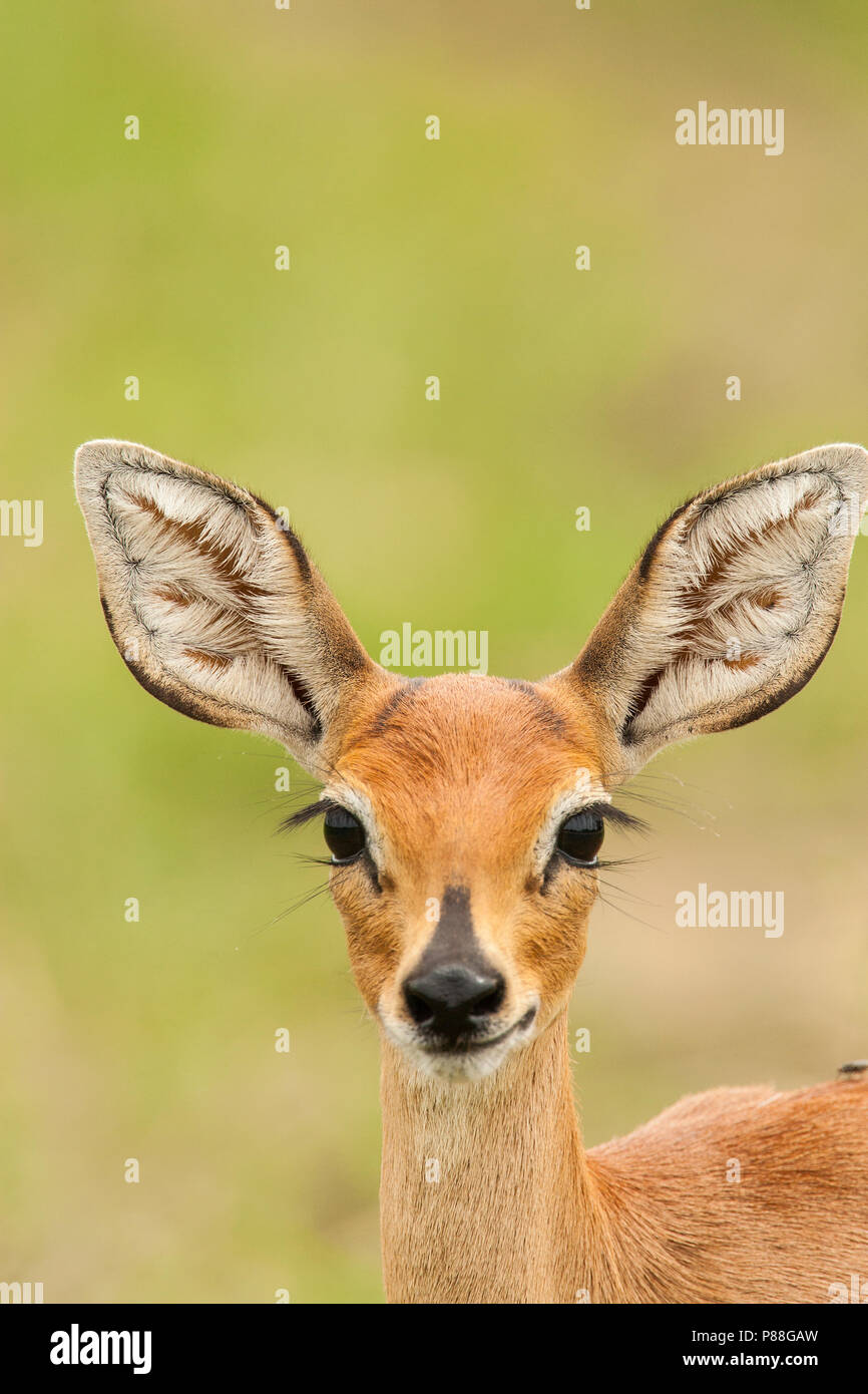 Female steenbok raphicerus campestris hi-res stock photography and ...