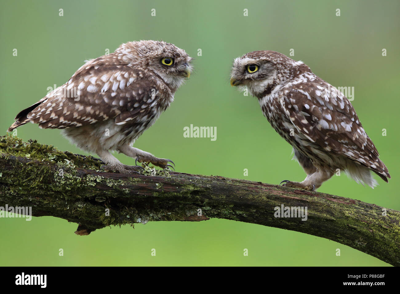 Owl feeding hi-res stock photography and images - Alamy