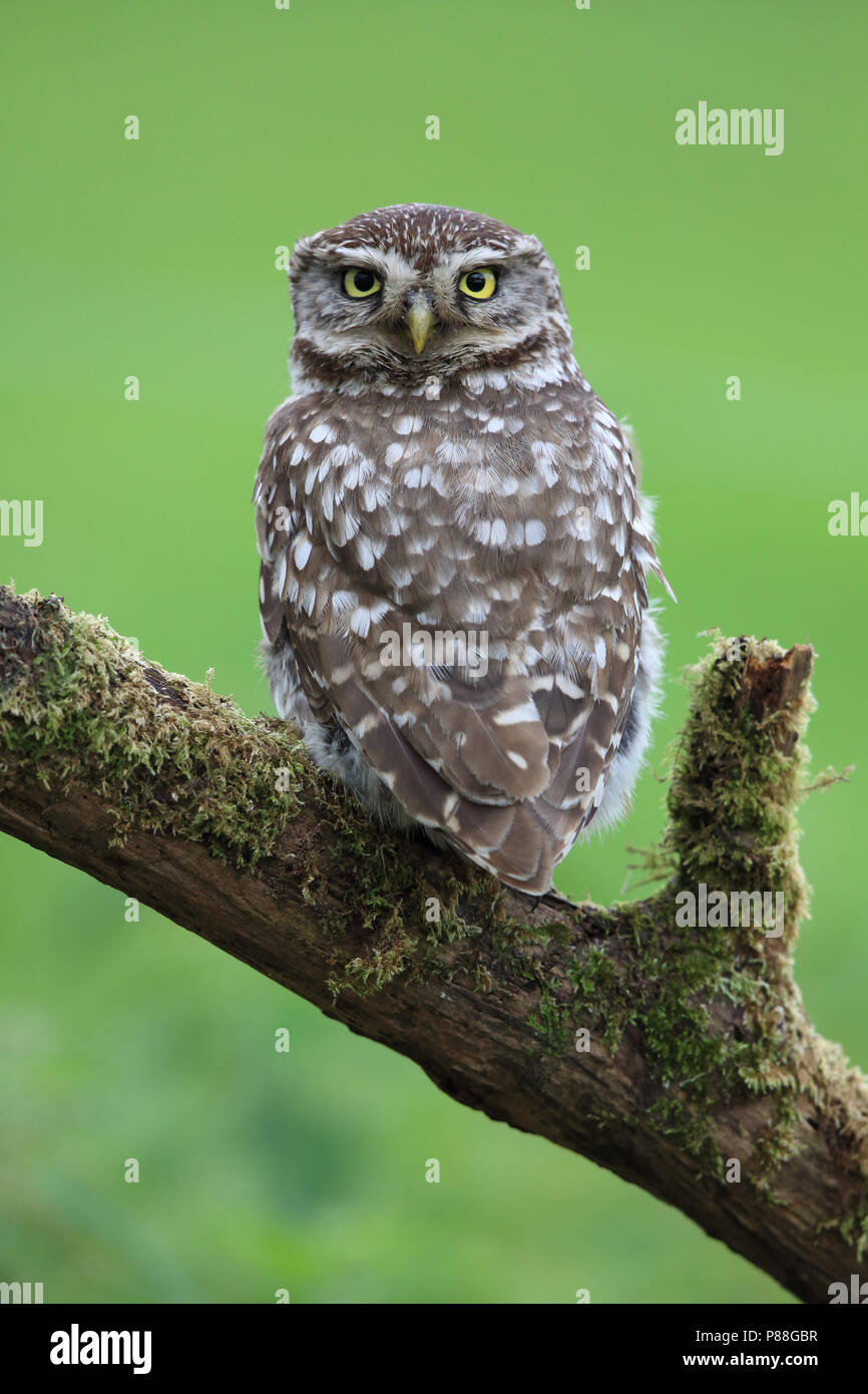 Little Owl looking over shoulder against green background in the ...