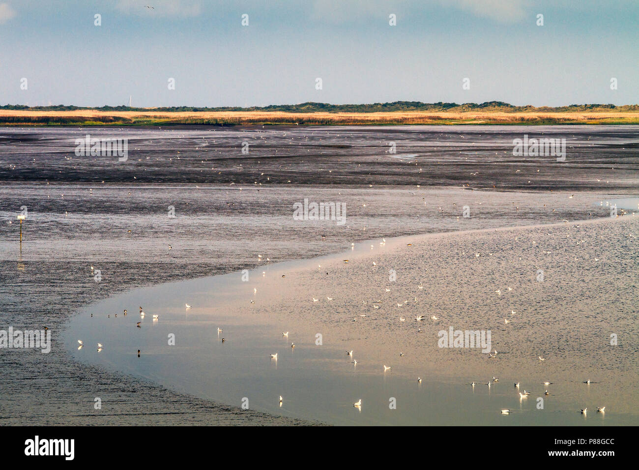 Stellendam hi-res stock photography and images - Alamy