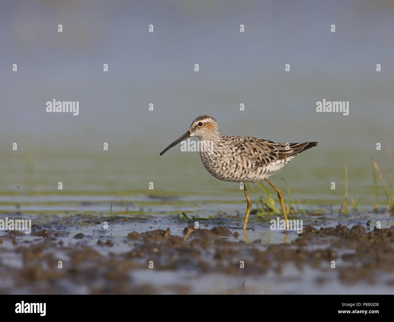 Stilt Sandpiper High Resolution Stock Photography and Images - Alamy