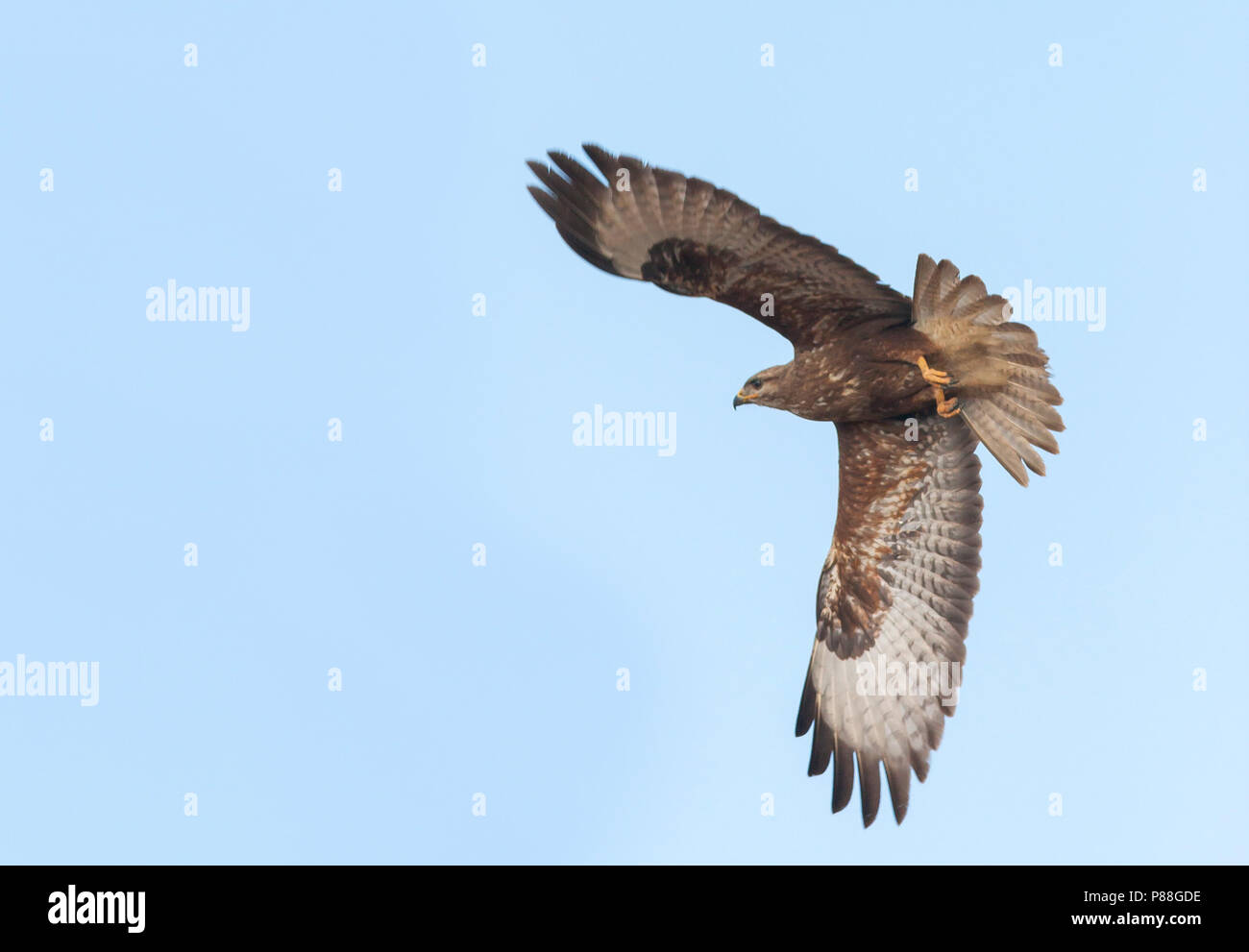 Steppe buzzard flying hi-res stock photography and images - Alamy