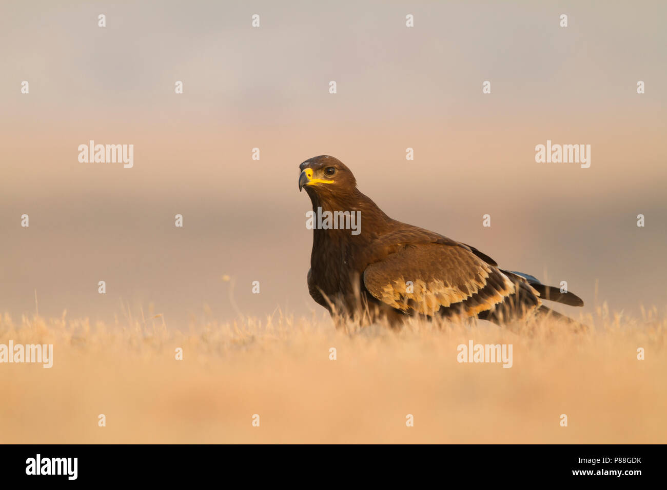 Steppe eagle aquila nipalensis immature hi-res stock photography and ...