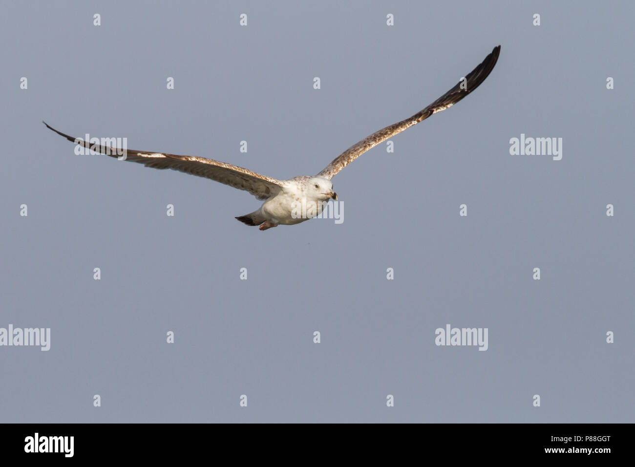 Baraba steppe hi-res stock photography and images - Alamy
