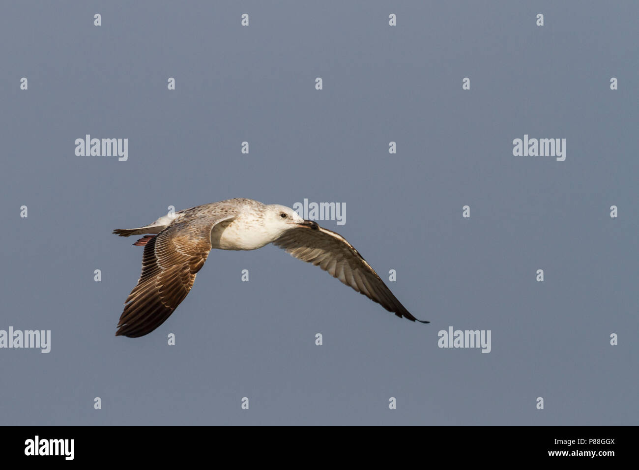 Steppe Gull - Barabamöwe - Larus barabensis, Oman, 1st W Stock Photo ...