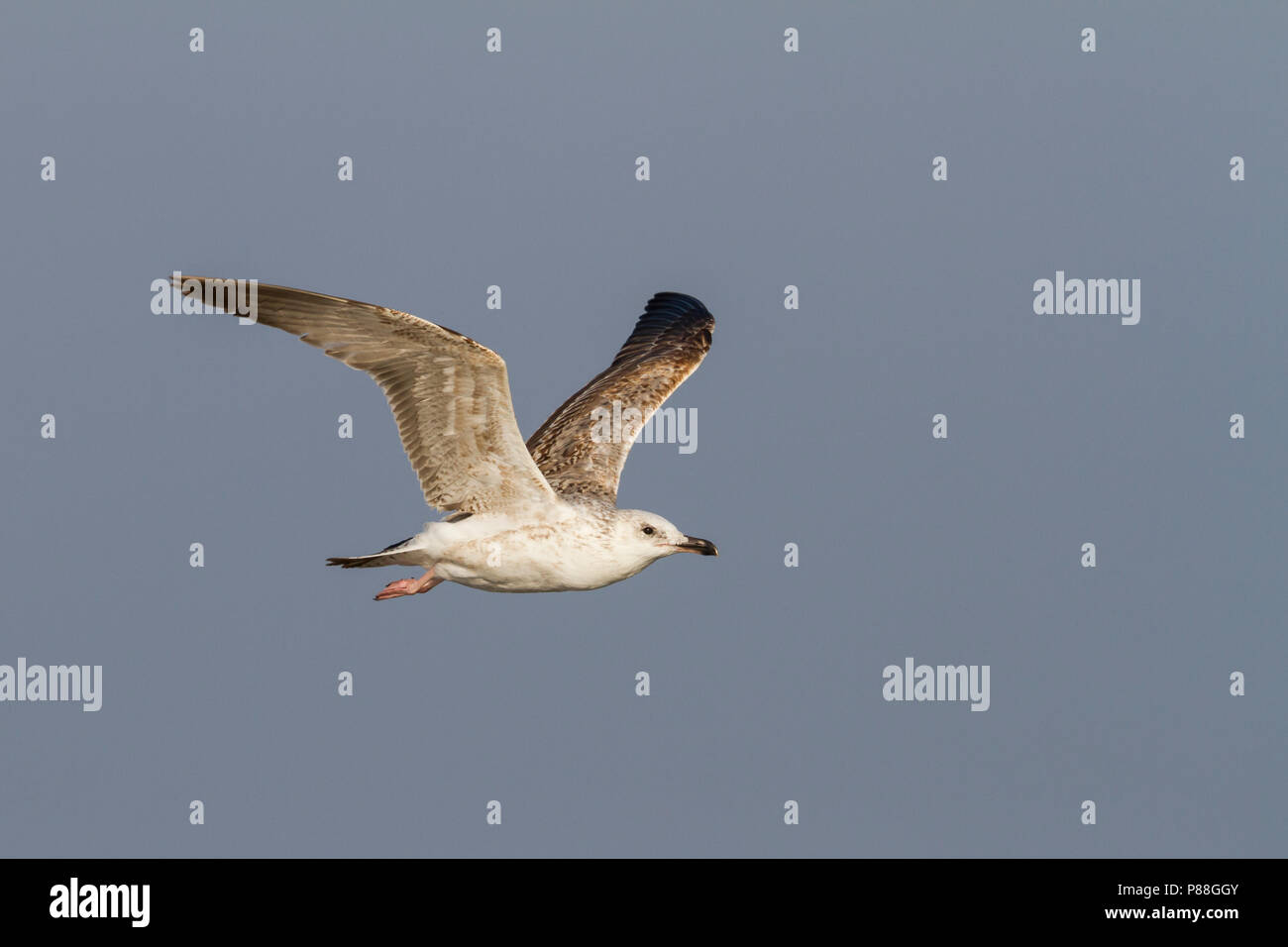 Baraba steppe hi-res stock photography and images - Alamy