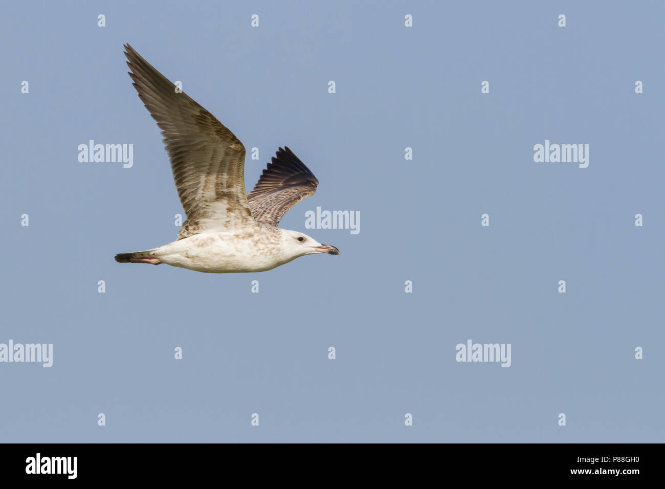 Baraba steppe hi-res stock photography and images - Alamy